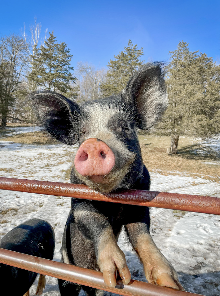 Sanctuary Stories: Mario, The Last Pig | No Meat May