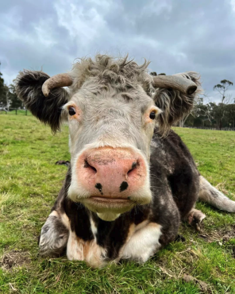 Sanctuary Stories: Latefa from Edgars Mission | No Meat May