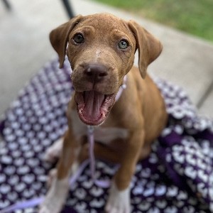 No Meat May - Andrea Chamberlain