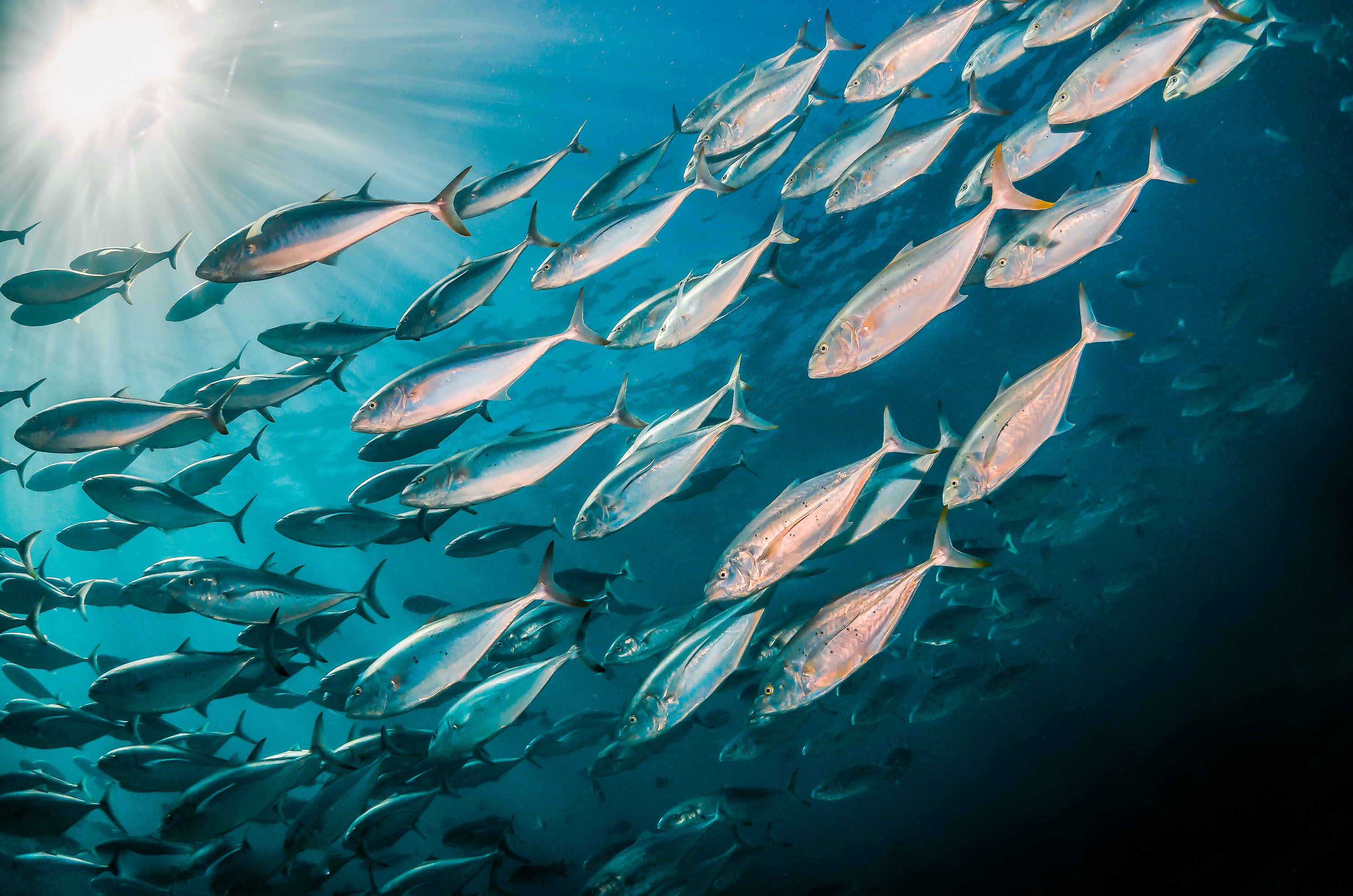 To fish... or not to fish? | No Meat May
